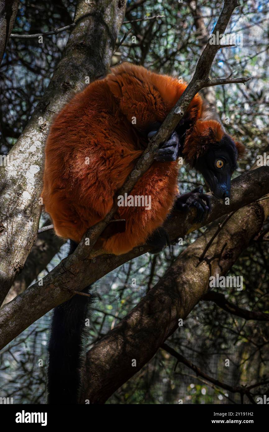 Lemurs in the wild hi-res stock photography and images - Alamy