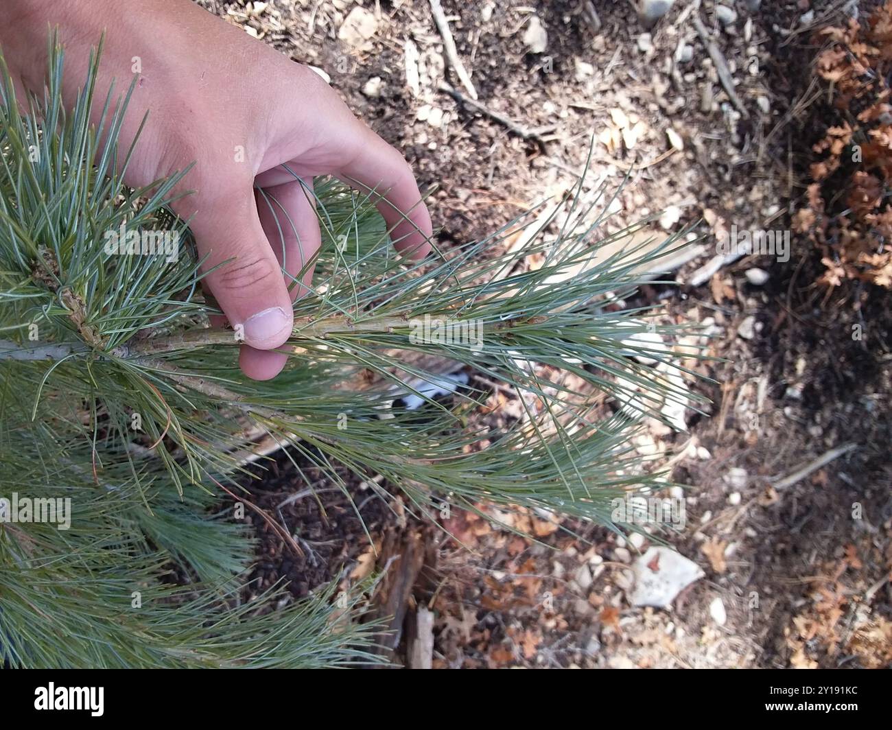 southwestern white pine (Pinus strobiformis) Plantae Stock Photo - Alamy