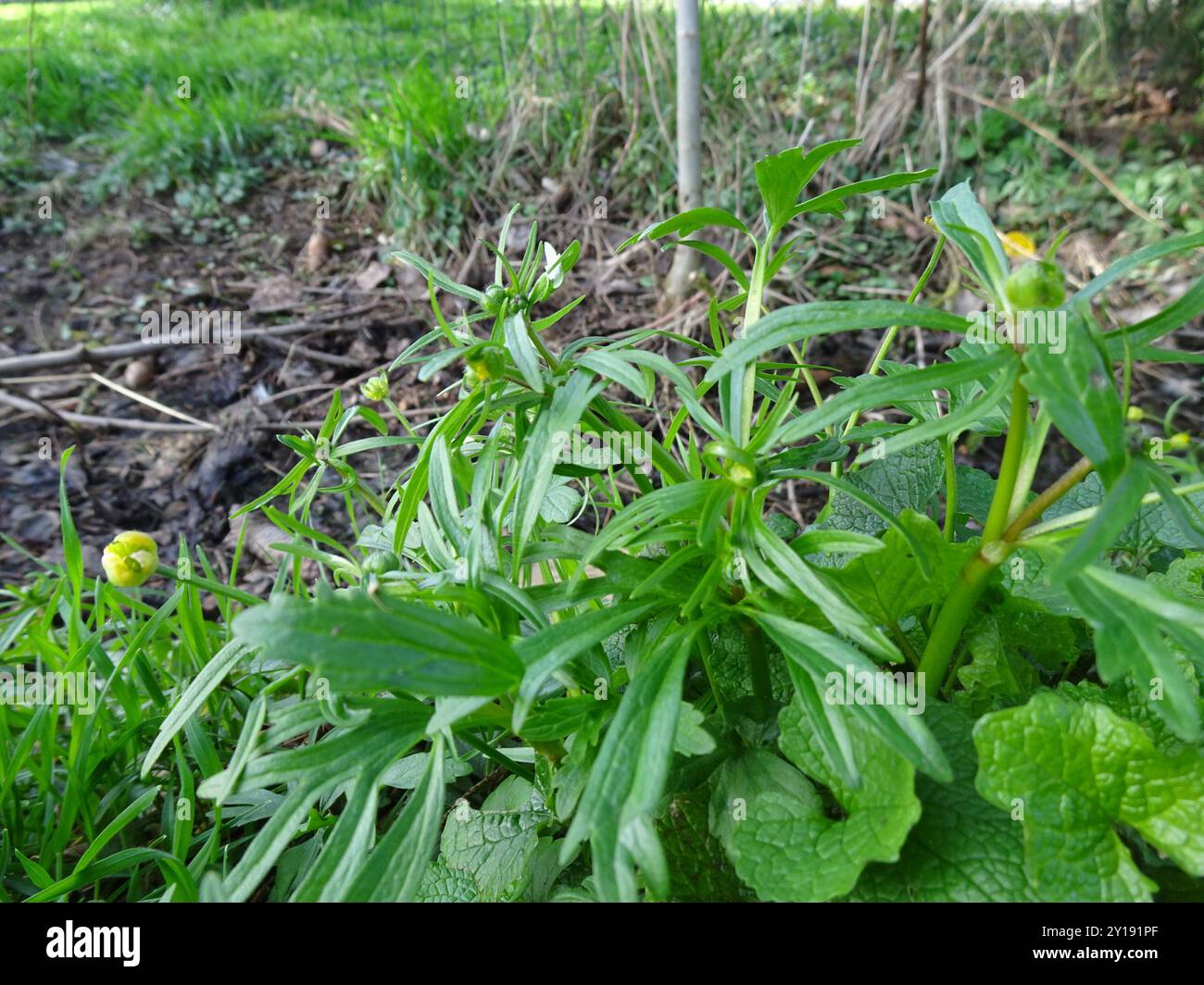 Goldilocks Buttercup (Ranunculus auricomus) Plantae Stock Photo - Alamy
