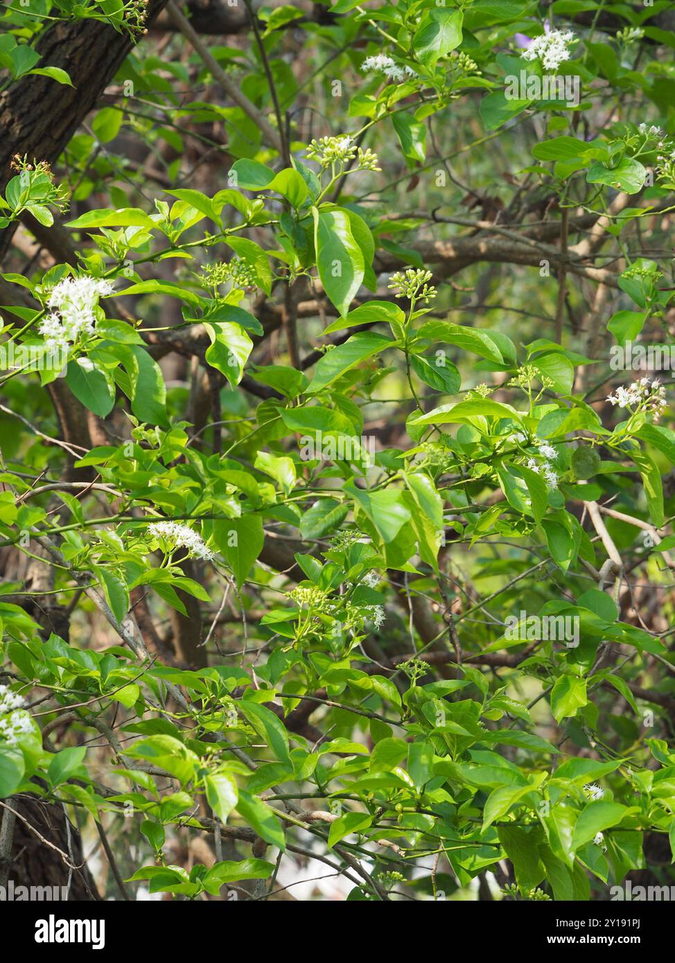 Formosa Ehretia (Ehretia resinosa) Plantae Stock Photo - Alamy