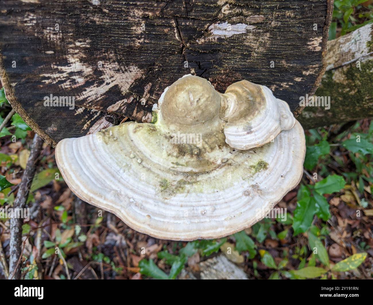Lumpy Bracket (Trametes gibbosa) Fungi Stock Photo - Alamy