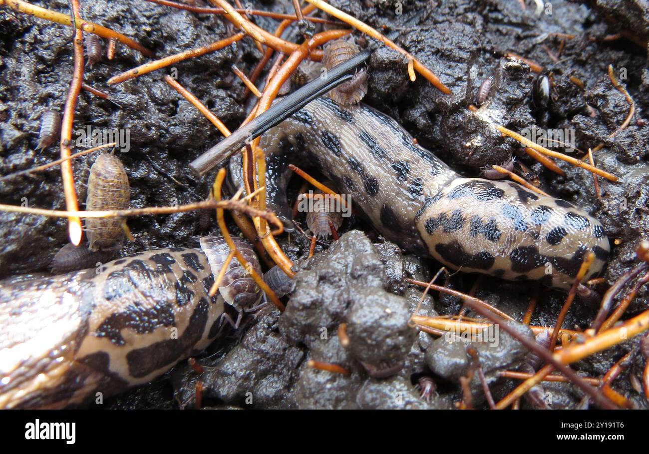 Leopard Slug (Limax maximus) Mollusca Stock Photo - Alamy