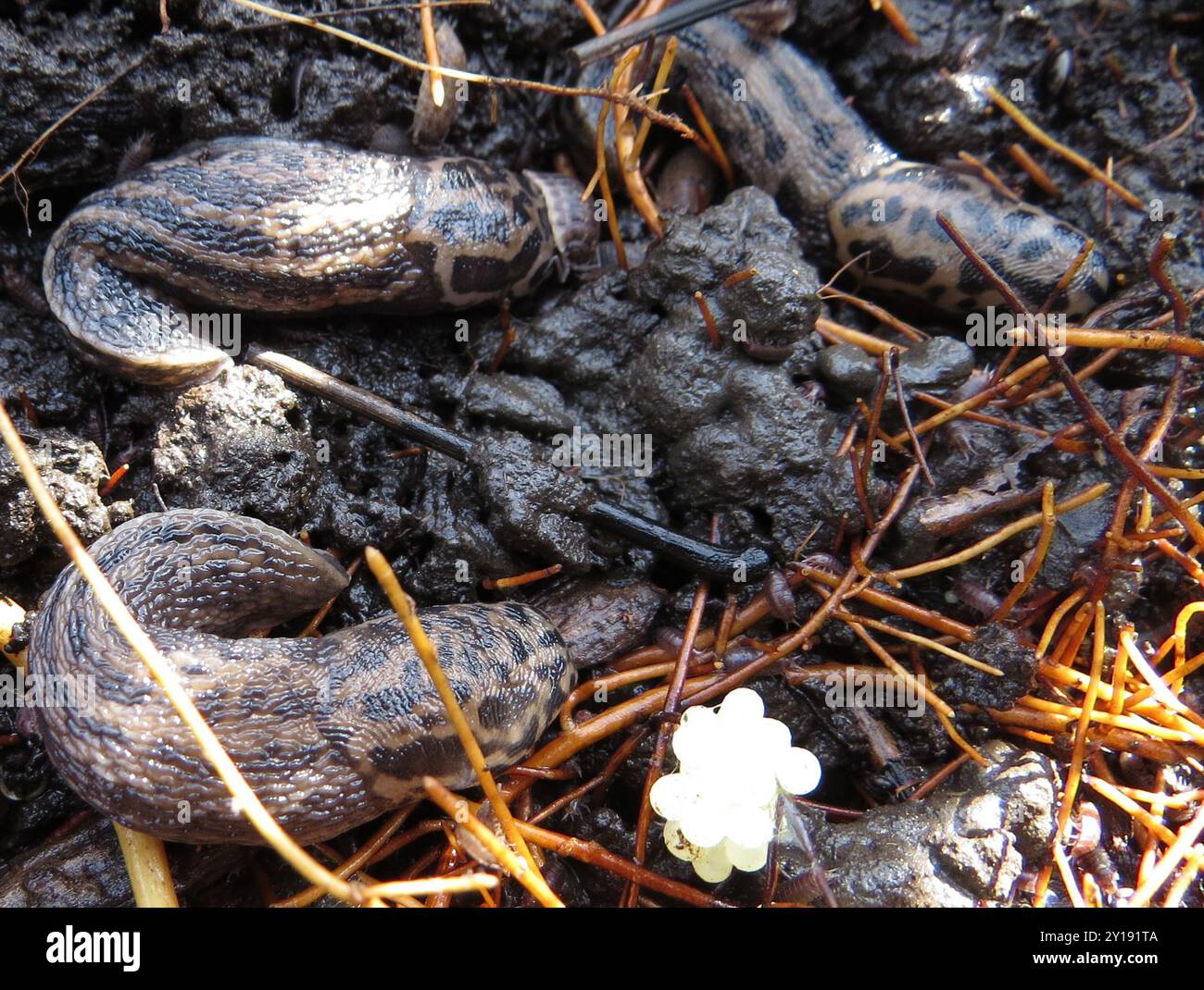 Leopard Slug (Limax maximus) Mollusca Stock Photo - Alamy