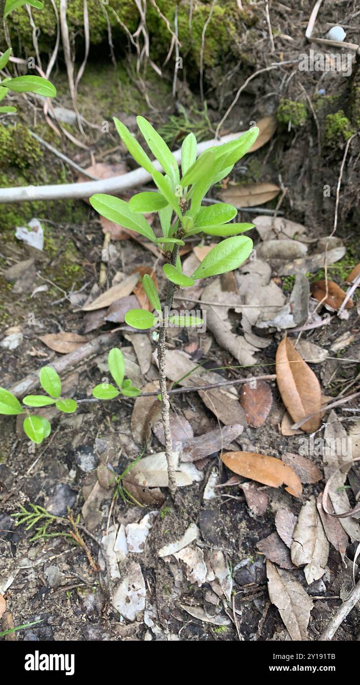 Gum bumelia (Sideroxylon lanuginosum) Plantae Stock Photo - Alamy
