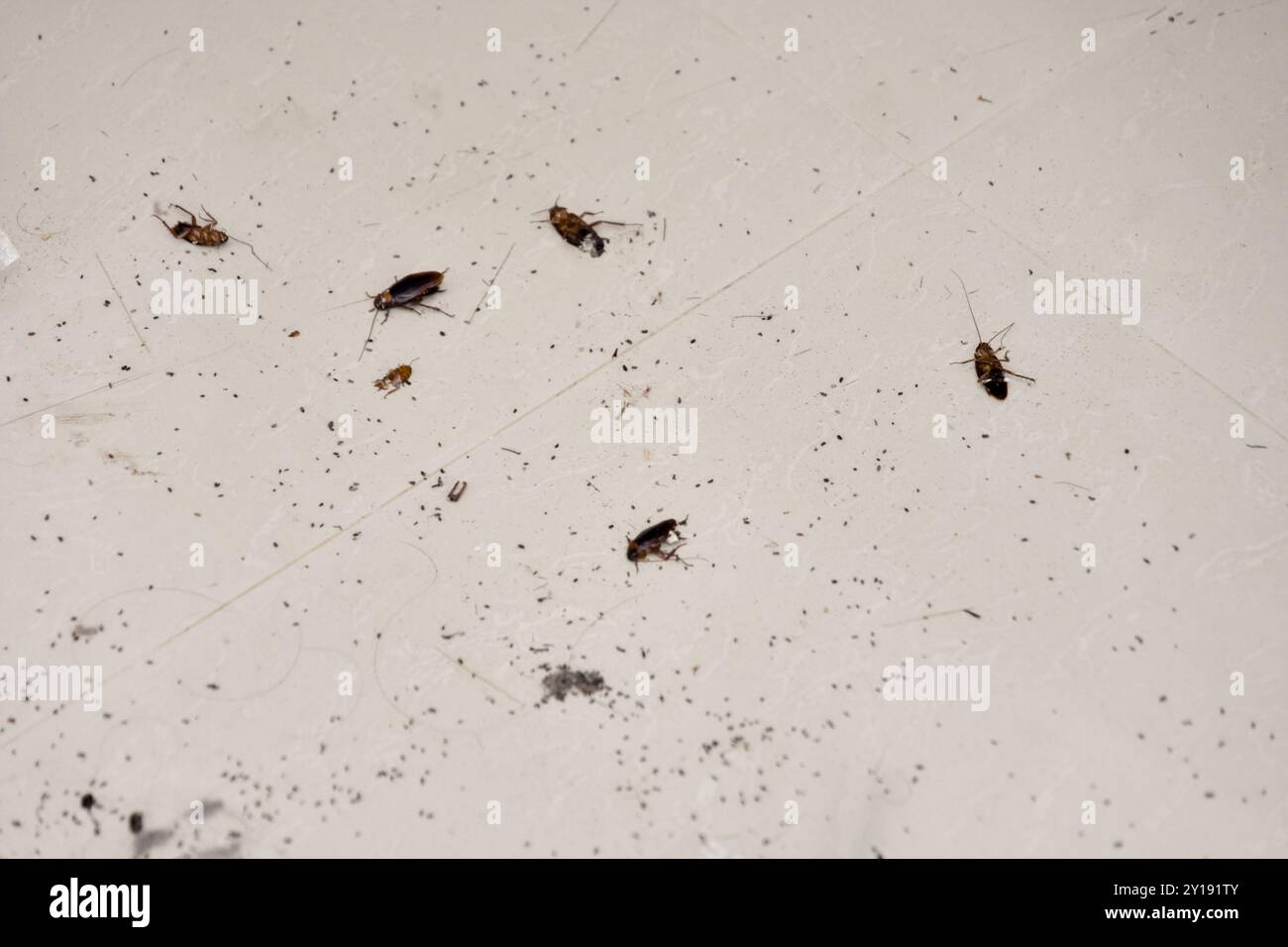 Several insects, including cockroaches and ants, are visible on a dirty ...