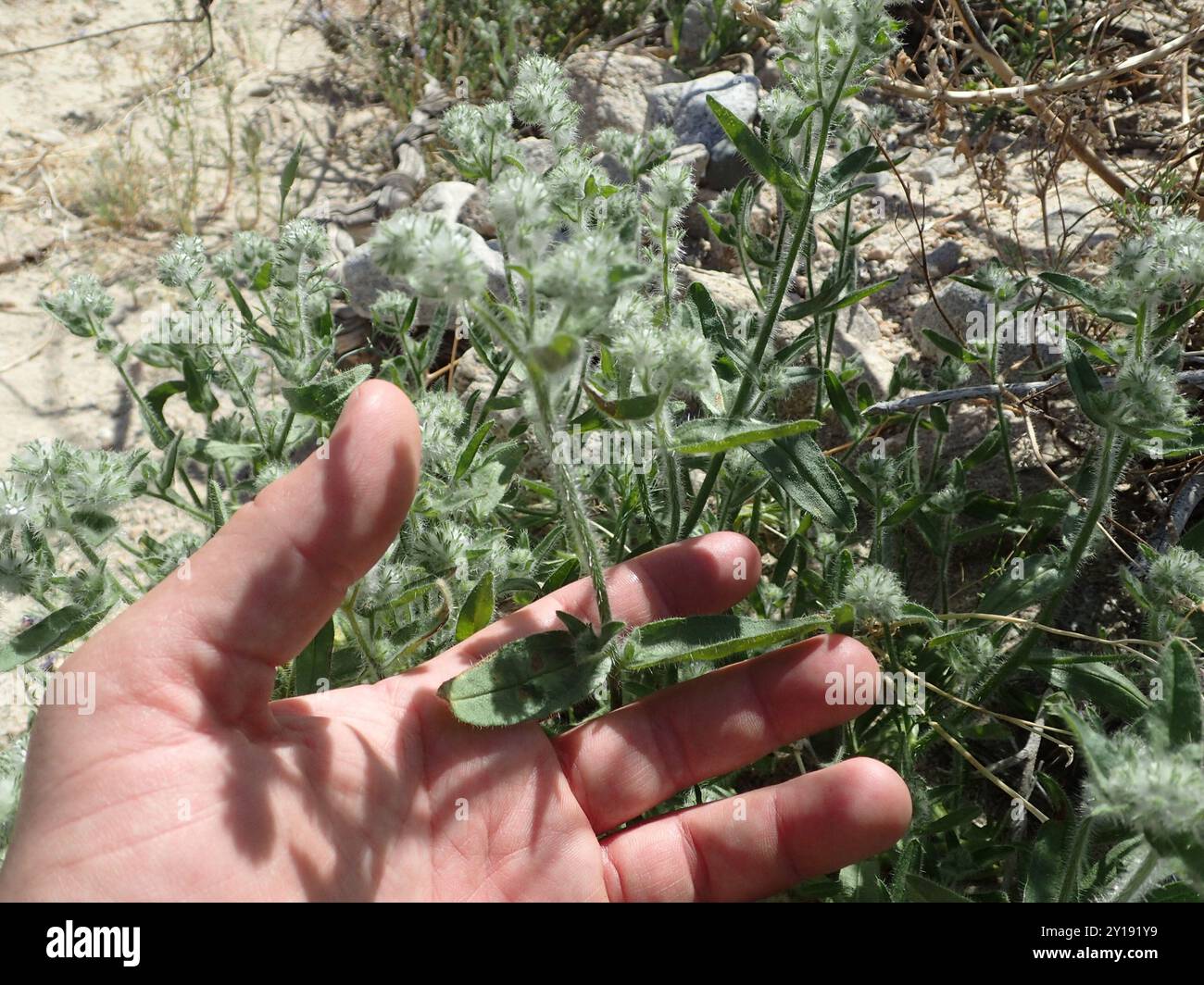 bearded cryptantha (Cryptantha barbigera) Plantae Stock Photo - Alamy