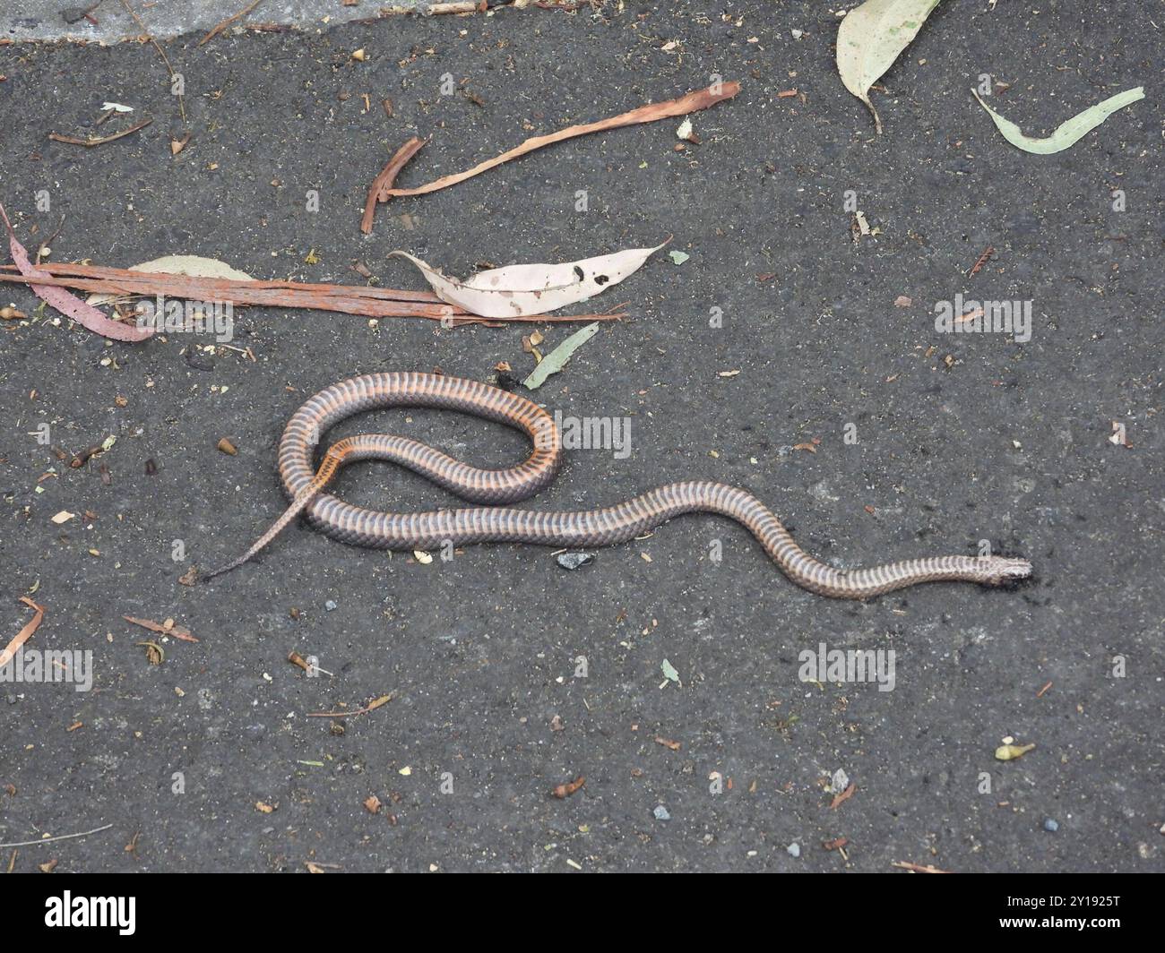 Golden-crowned Snake (Cacophis squamulosus) Reptilia Stock Photo - Alamy