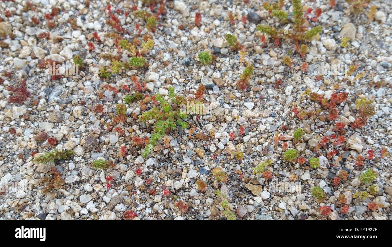 sand pygmyweed (Crassula connata) Plantae Stock Photo - Alamy