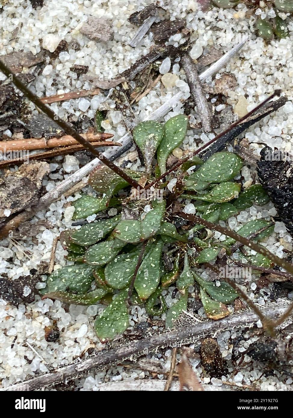 Pineland Scalypink (Stipulicida setacea setacea) Plantae Stock Photo ...