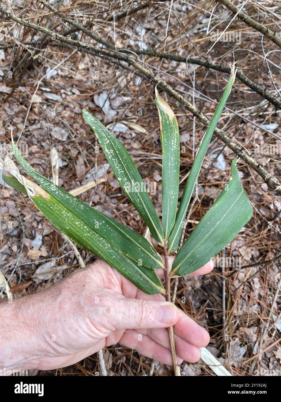 switch cane (Arundinaria tecta) Plantae Stock Photo - Alamy