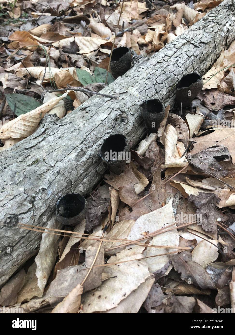 devil's urn (Urnula craterium) Fungi Stock Photo - Alamy