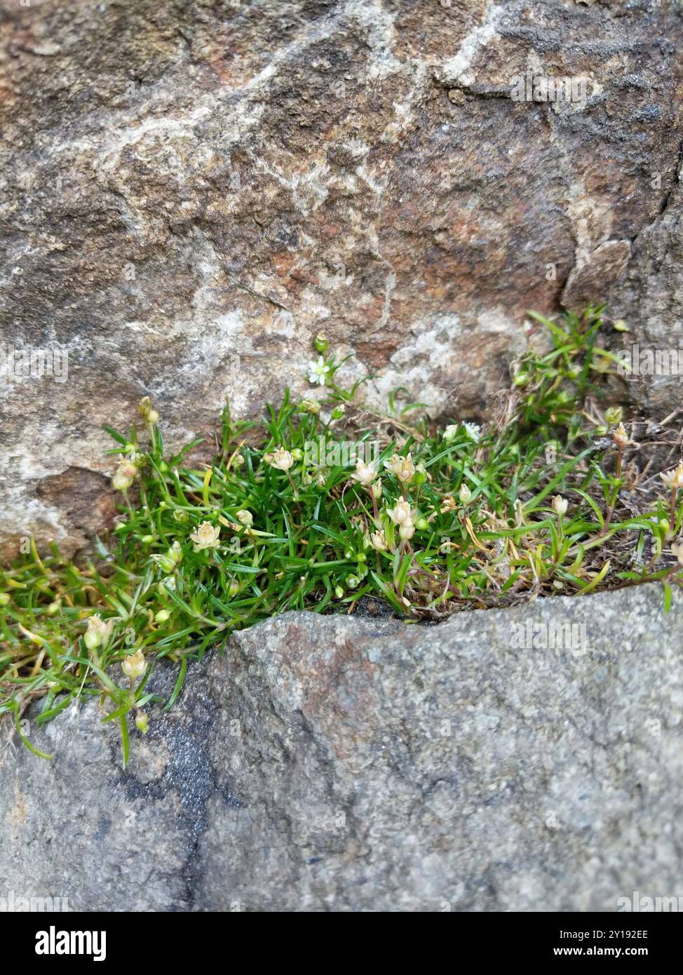 Sticky-stem Pearlwort (Sagina maxima) Plantae Stock Photo - Alamy