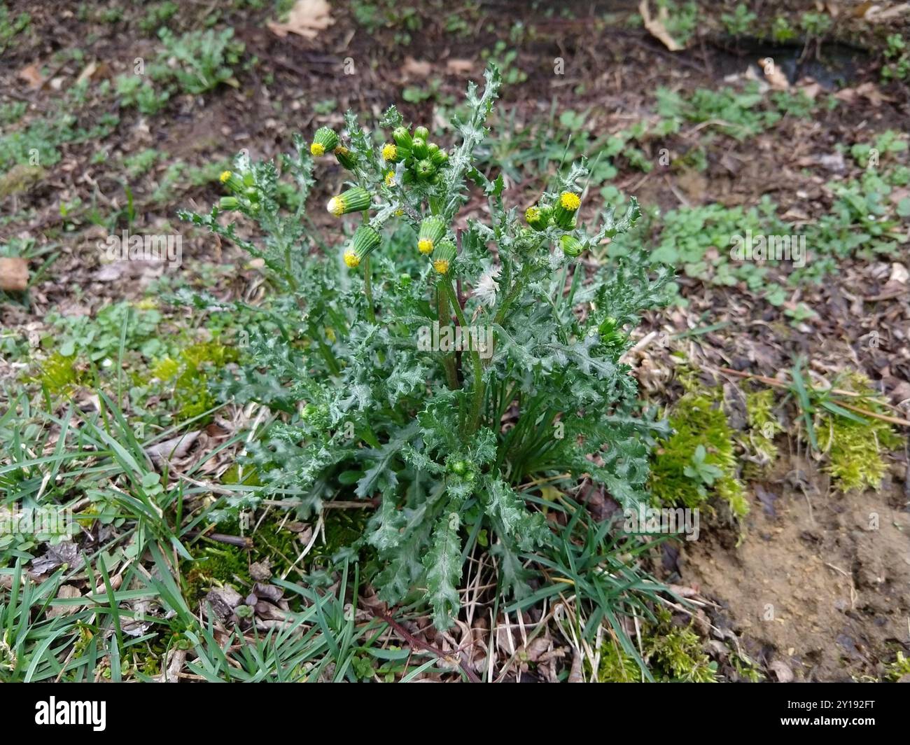 common groundsel (Senecio vulgaris) Plantae Stock Photo - Alamy