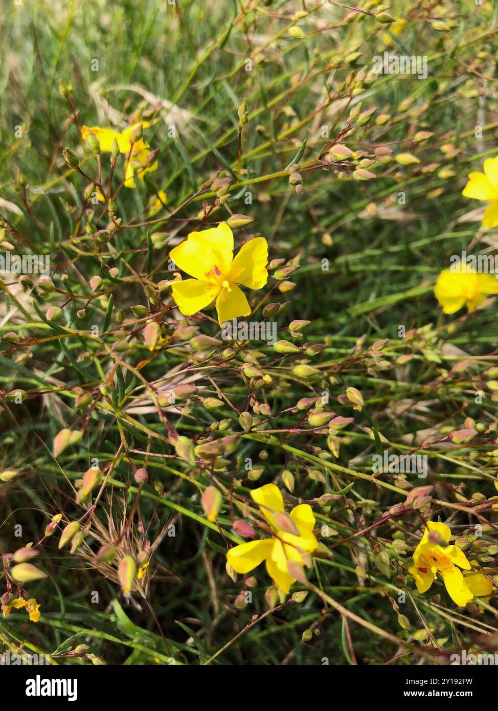 rock-rose family (Cistaceae) Plantae Stock Photo - Alamy