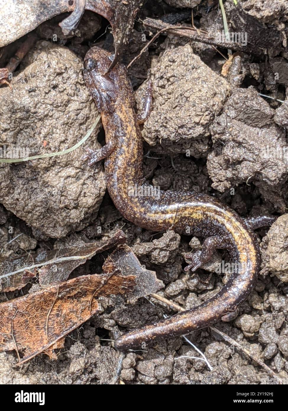 Woodland Salamanders (Plethodon) Amphibia Stock Photo - Alamy