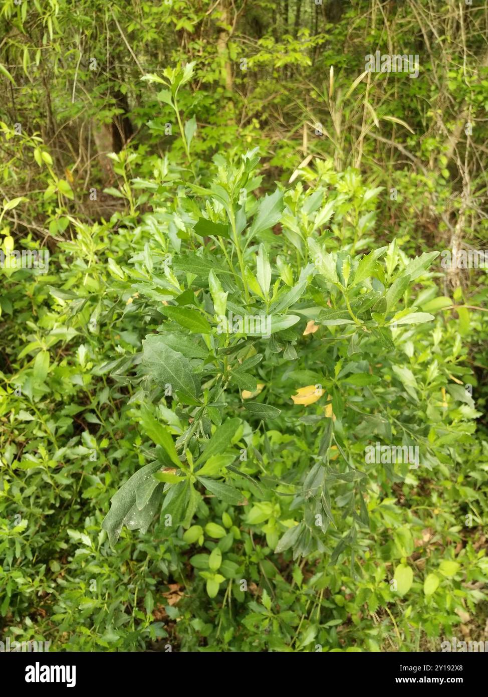 groundsel tree (Baccharis halimifolia) Plantae Stock Photo - Alamy