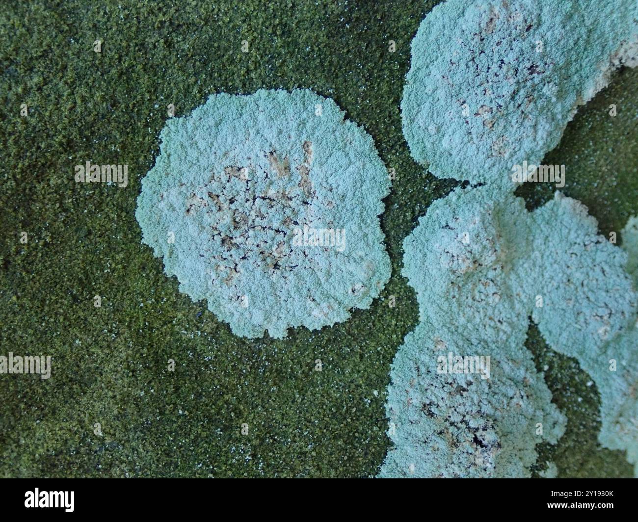 Dust Lichens (Lepraria) Fungi Stock Photo - Alamy