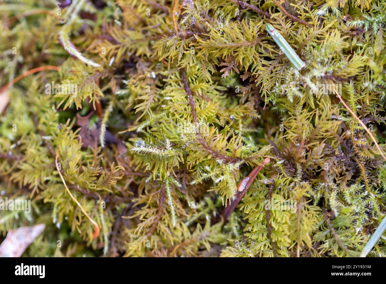 delicate fern moss (Thuidium delicatulum) Plantae Stock Photo - Alamy