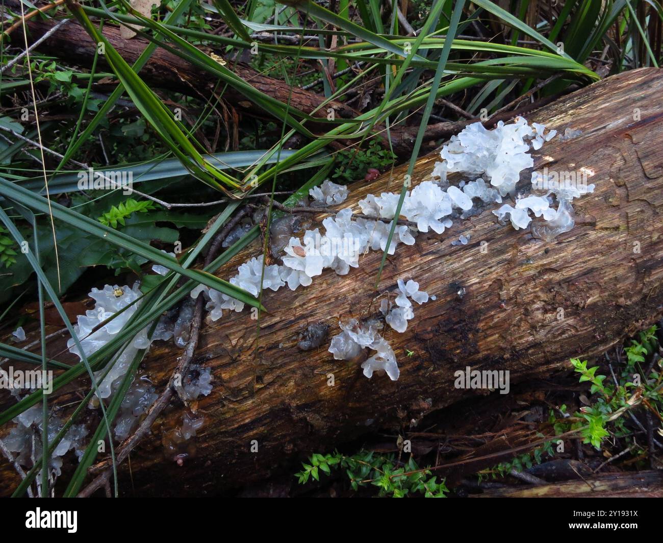 snow fungus (Tremella fuciformis) Fungi Stock Photo - Alamy