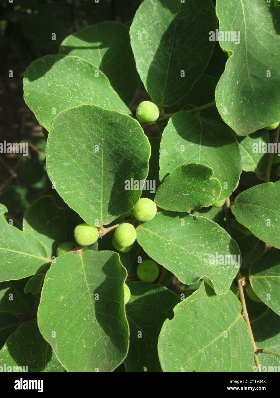 flowering plants (Angiospermae) Plantae Stock Photo - Alamy