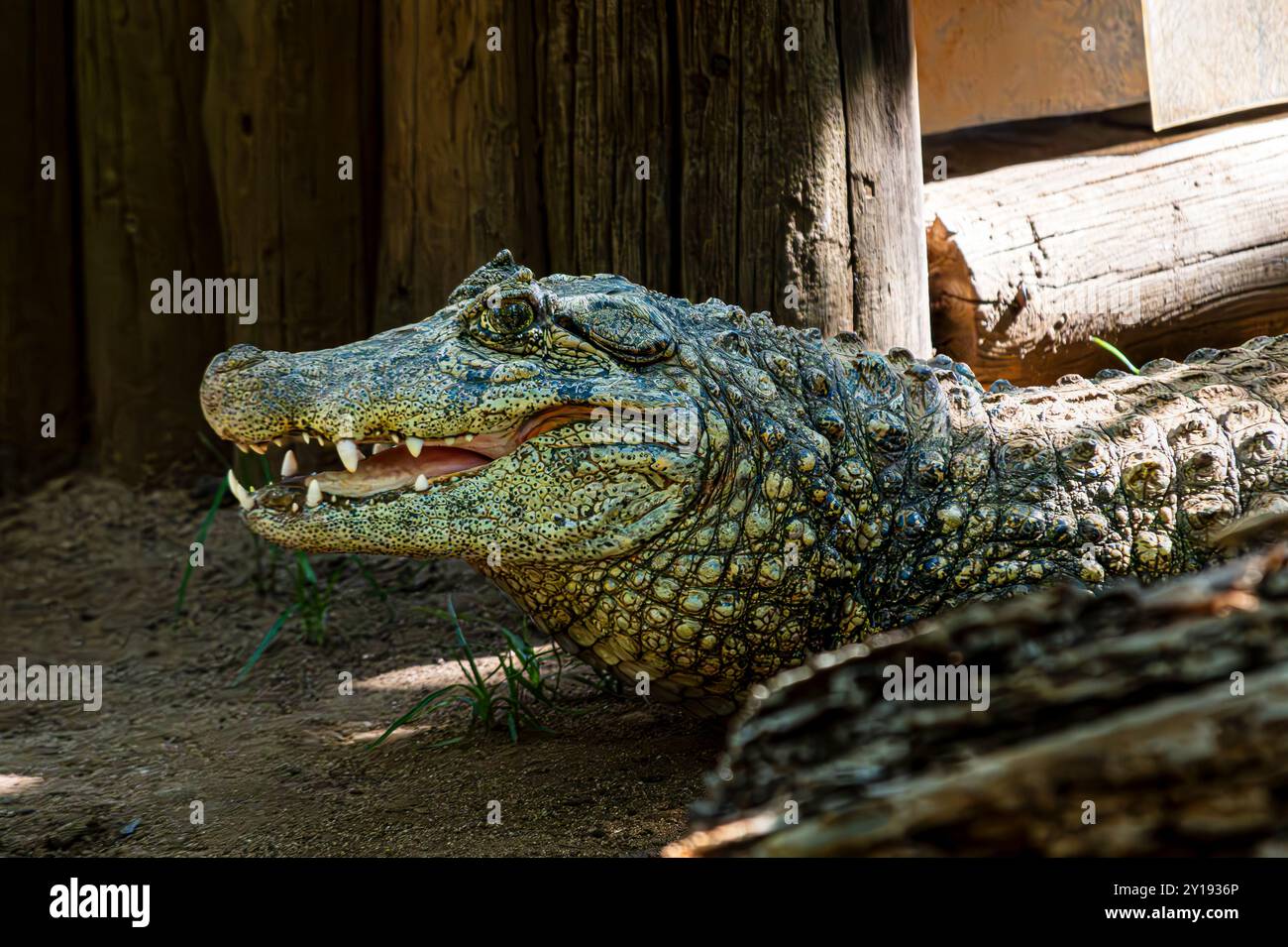 Crocodile Menorca Zoo Stock Photo - Alamy