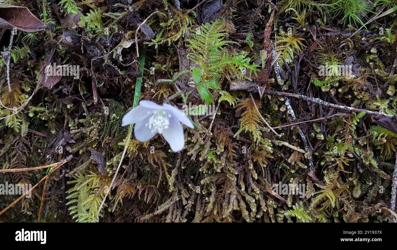 Oregon anemone (Anemonoides oregana) Plantae Stock Photo - Alamy