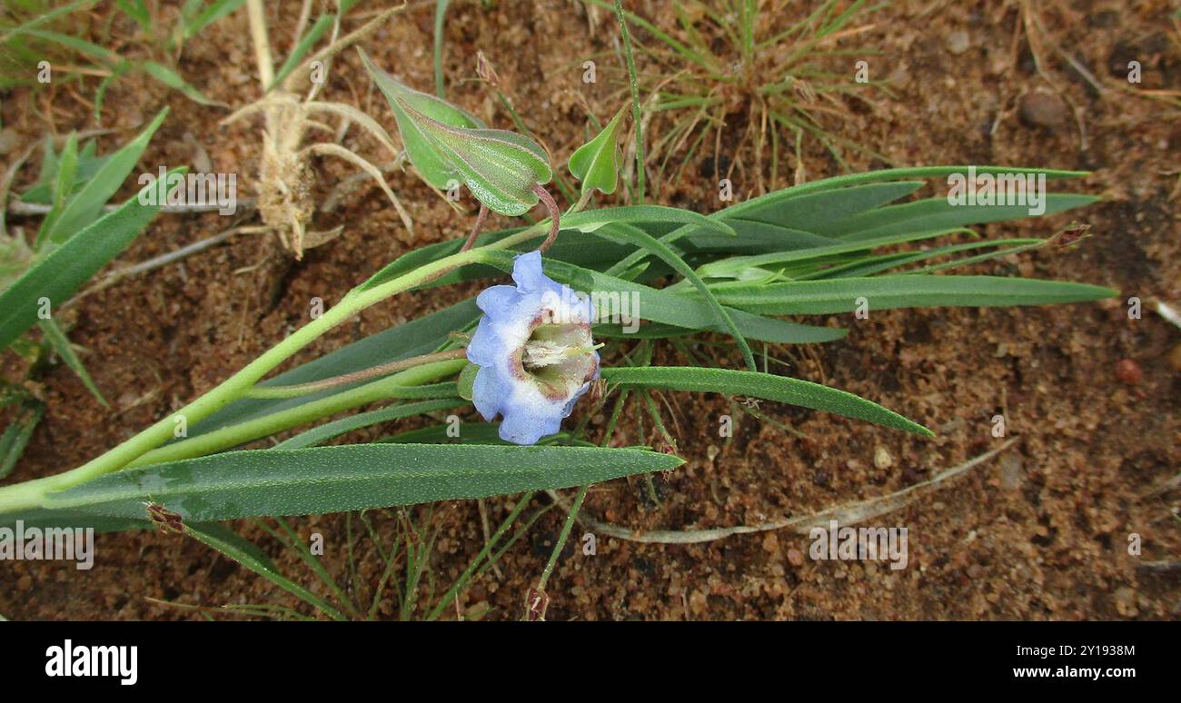 (Trichodesma angustifolium) Plantae Stock Photo - Alamy