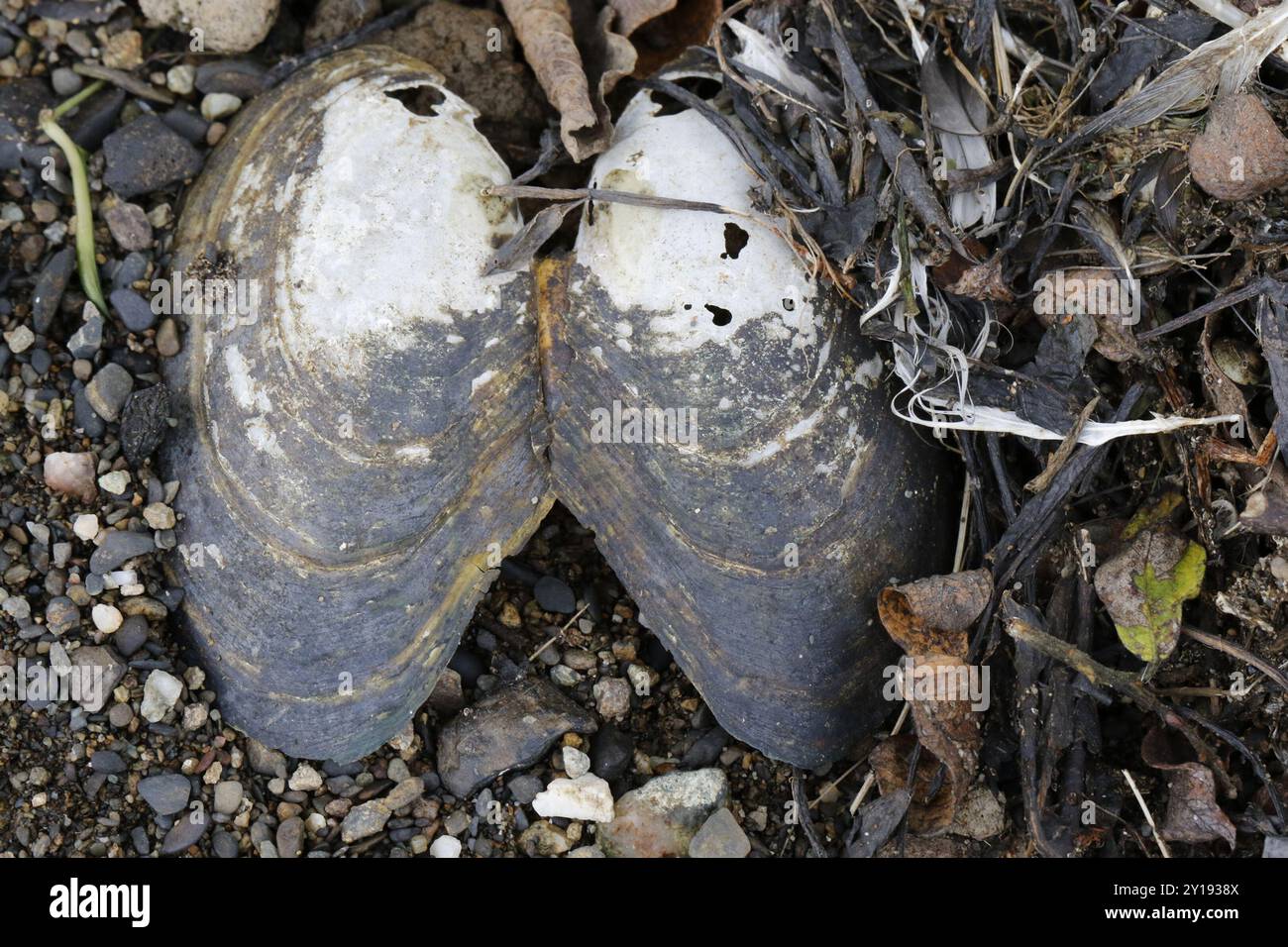 Duck Mussel (Anodonta anatina) Mollusca Stock Photo - Alamy