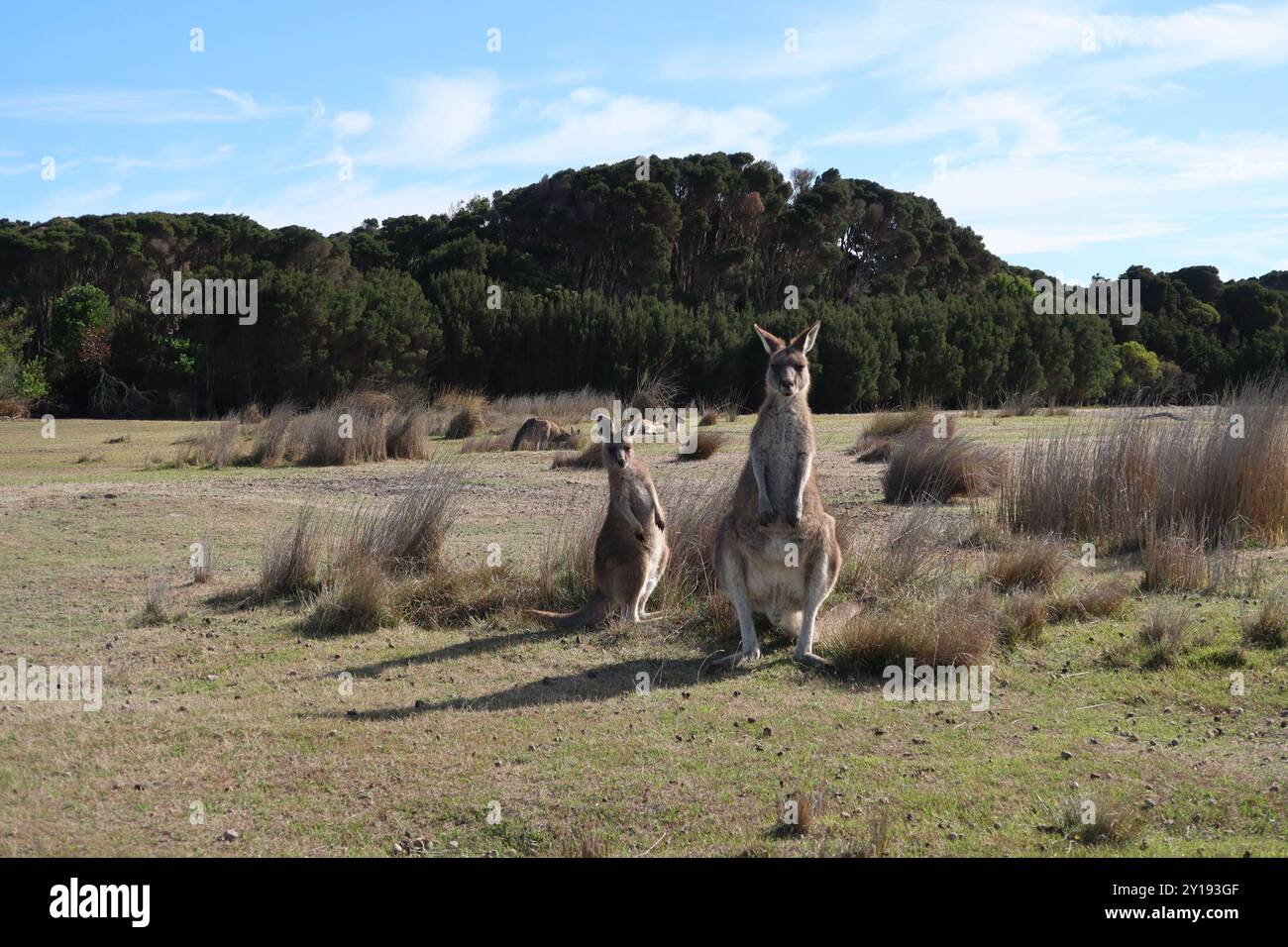 Tasmanian Forester Kangaroo (Macropus giganteus tasmaniensis) Mammalia ...