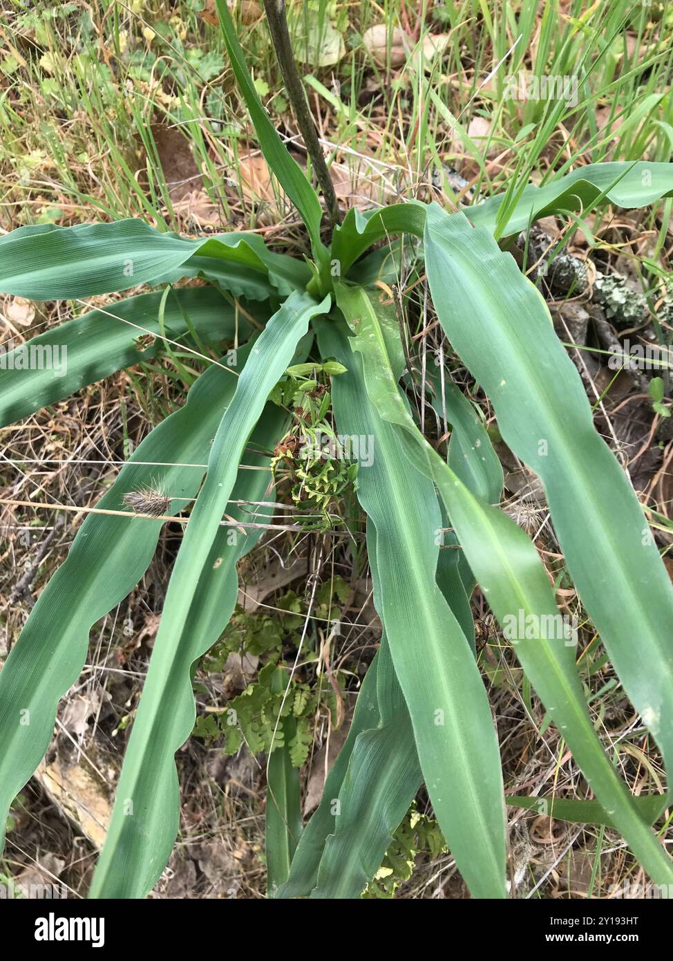 wavy-leafed soap plant (Chlorogalum pomeridianum) Plantae Stock Photo ...