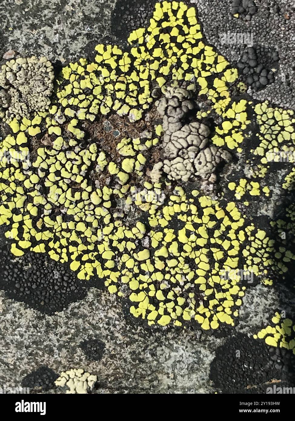 yellow map lichen (Rhizocarpon geographicum) Fungi Stock Photo - Alamy