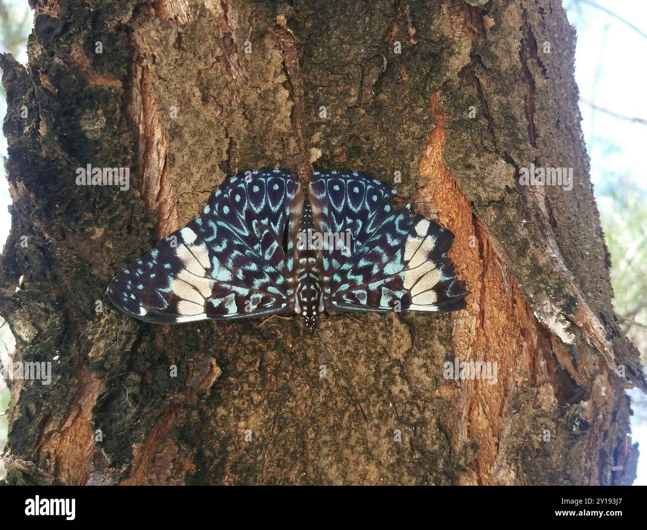 Red Cracker (Hamadryas amphinome) Insecta Stock Photo - Alamy