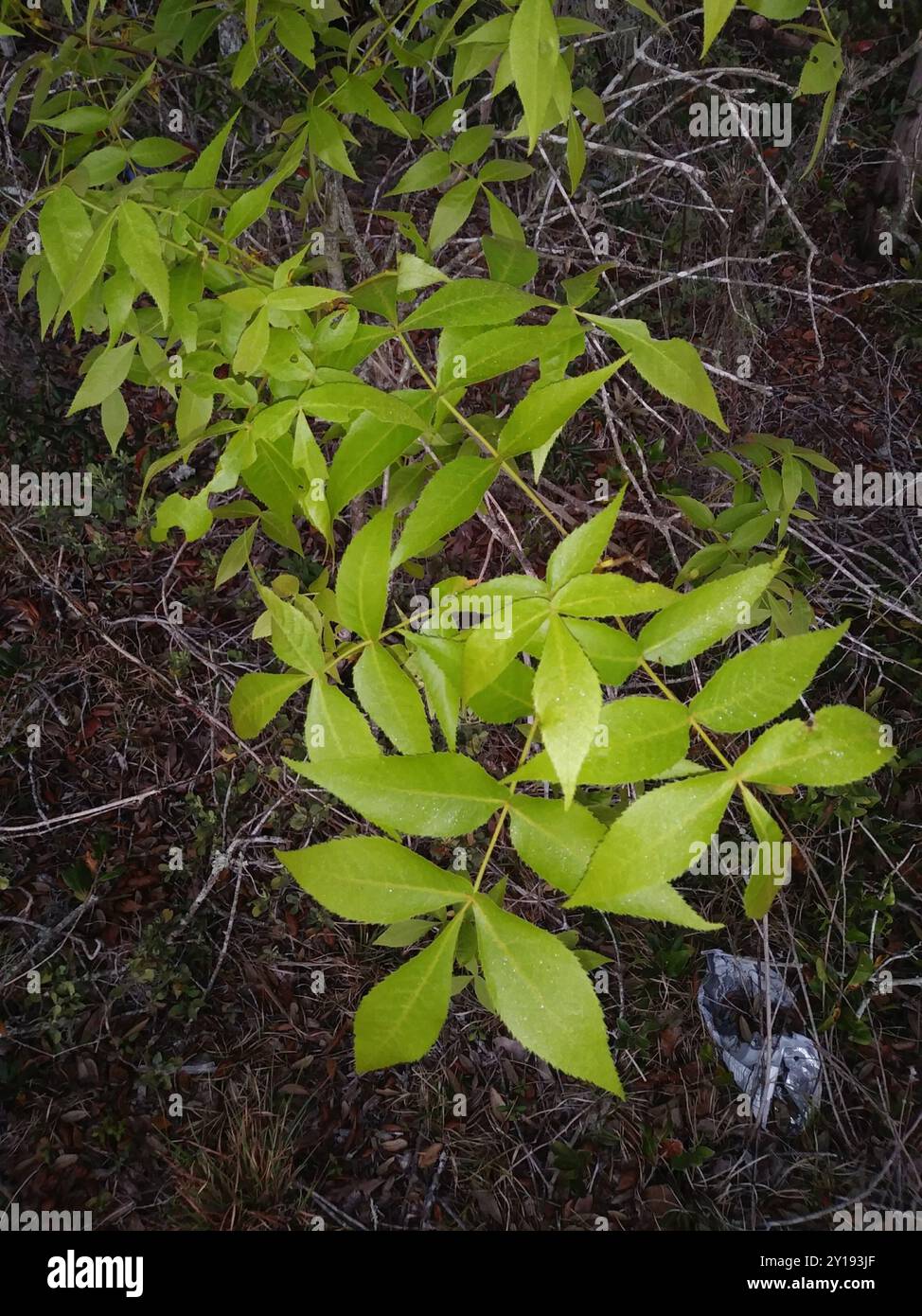 Scrub Hickory (Carya floridana) Plantae Stock Photo - Alamy