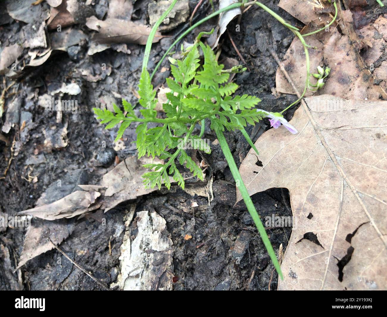 rattlesnake fern (Botrypus virginianus) Plantae Stock Photo - Alamy