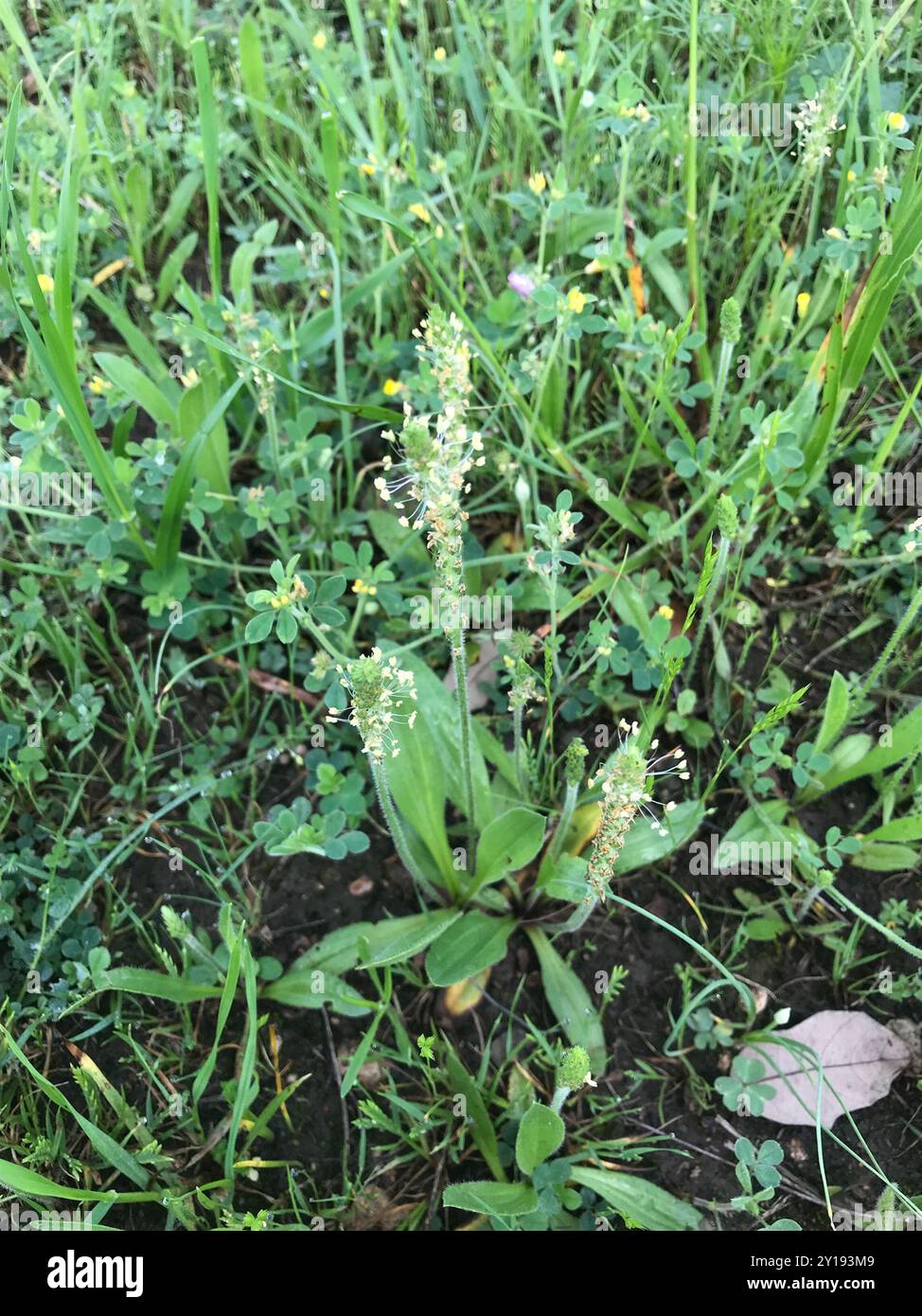 dwarf plantain (Plantago virginica) Plantae Stock Photo - Alamy