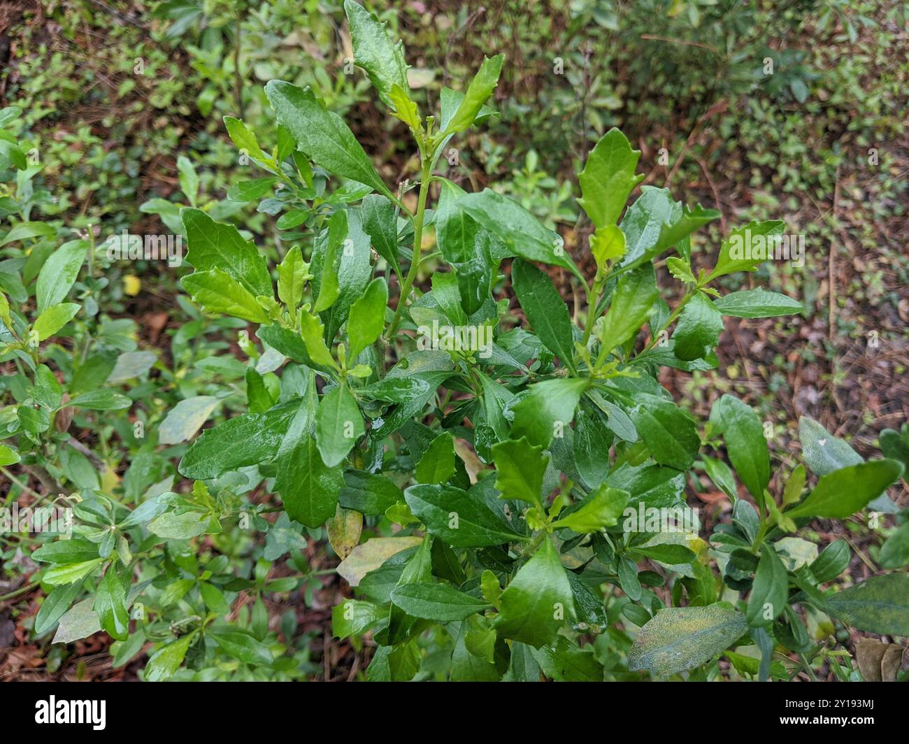 groundsel tree (Baccharis halimifolia) Plantae Stock Photo - Alamy