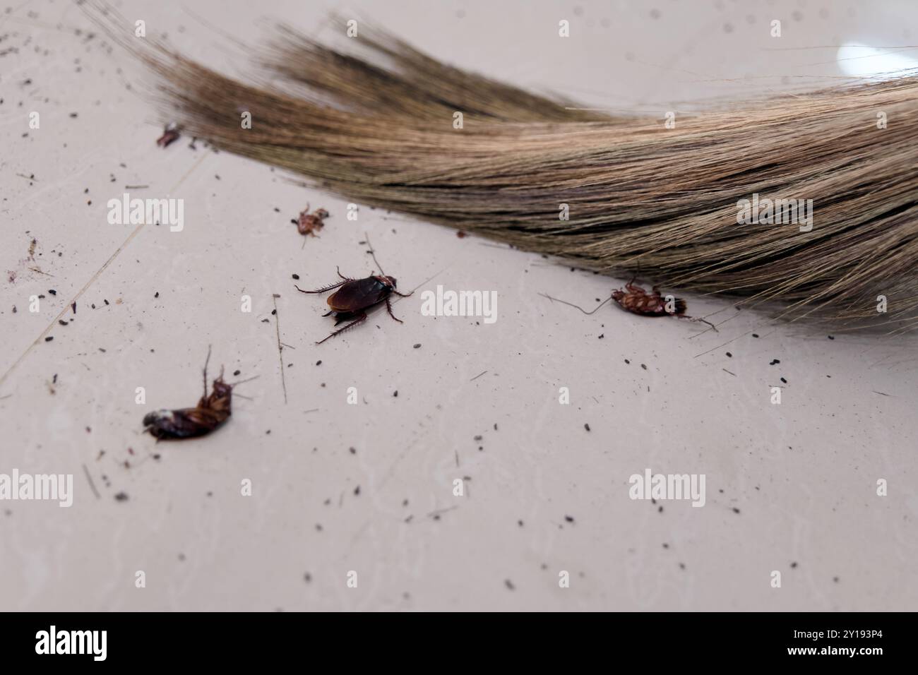 Cockroaches crawl near hair strands scattered on a dirty floor ...