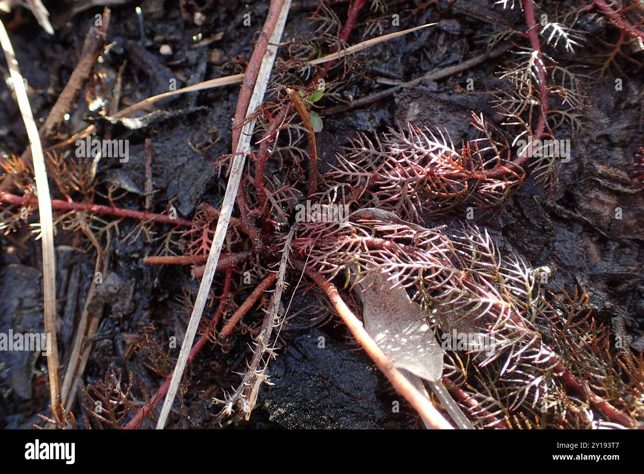 combleaf mermaidweed (Proserpinaca pectinata) Plantae Stock Photo - Alamy