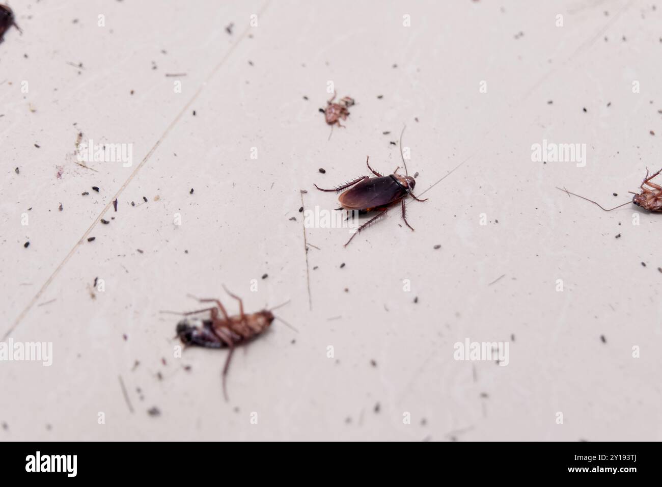 Multiple cockroaches are scattered across a grimy floor, revealing ...