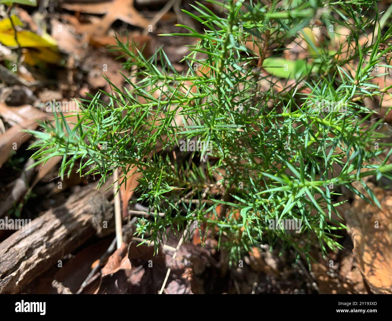 Southern Redcedar (Juniperus virginiana silicicola) Plantae Stock Photo ...