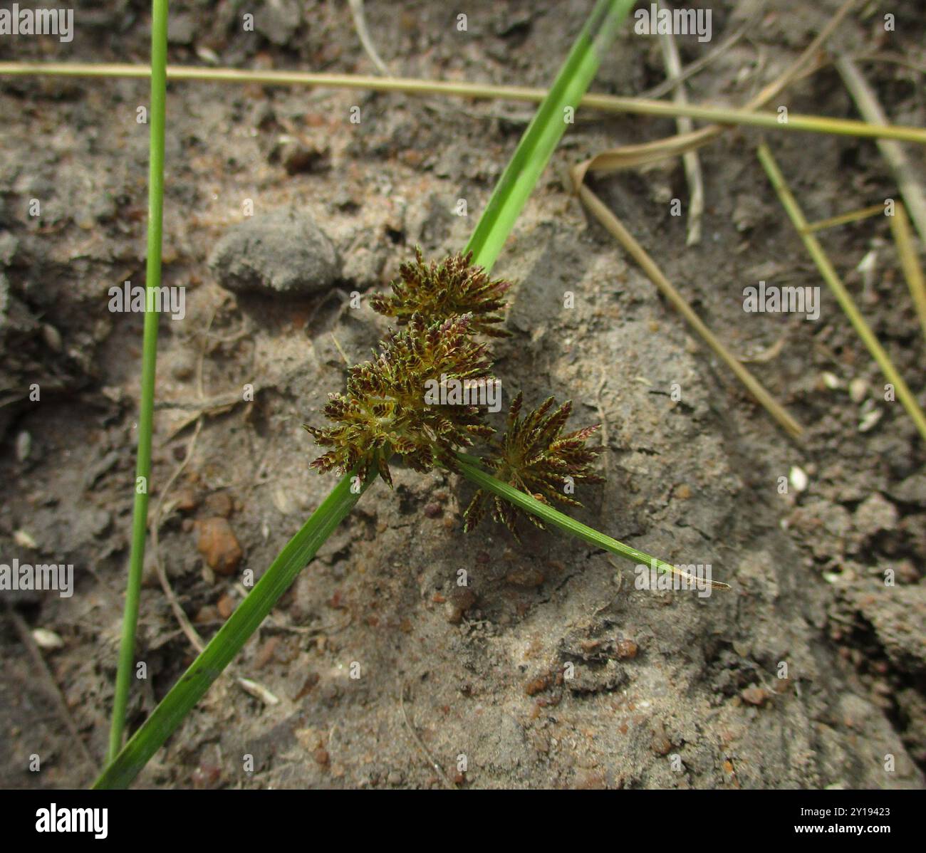 Variable Flatsedge (Cyperus difformis) Plantae Stock Photo - Alamy