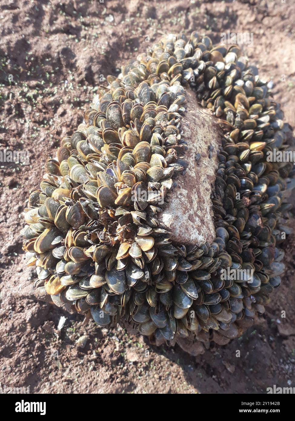 Golden Mussel (Limnoperna fortunei) Mollusca Stock Photo - Alamy