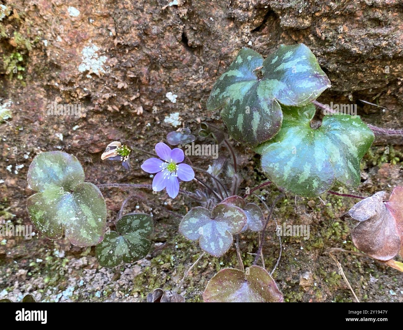 round-lobed hepatica (Hepatica americana) Plantae Stock Photo - Alamy