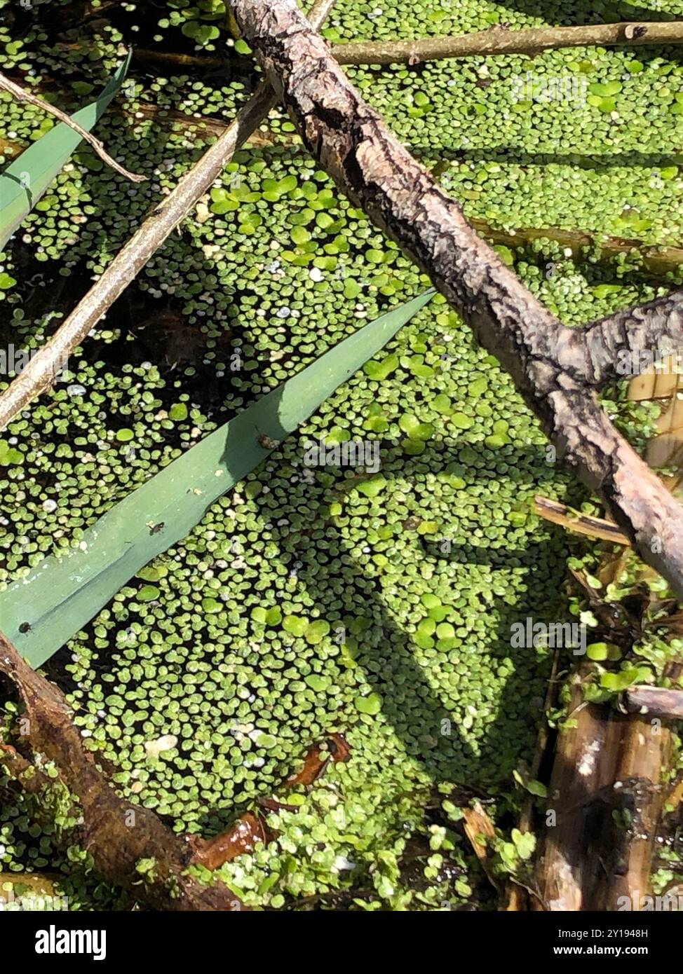 duckweeds (Lemnoideae) Plantae Stock Photo - Alamy