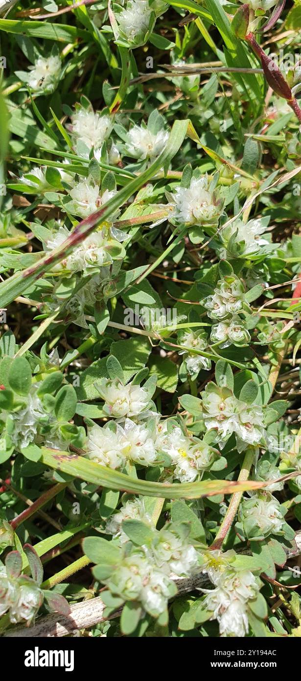 Algerian Tea (Paronychia argentea) Plantae Stock Photo - Alamy