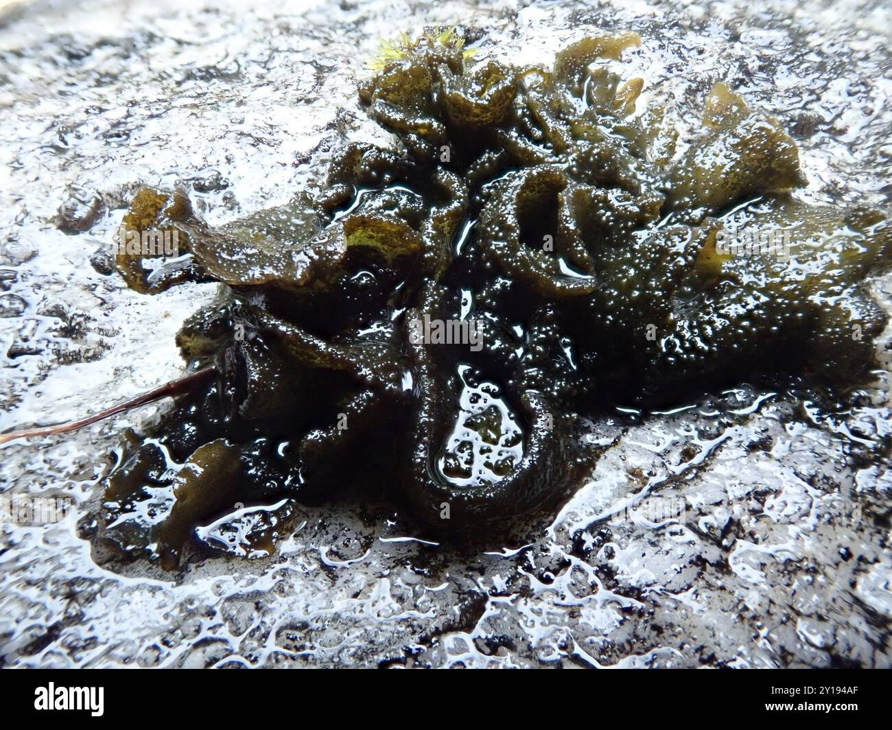 Tree Jelly (Collema subflaccidum) Fungi Stock Photo - Alamy