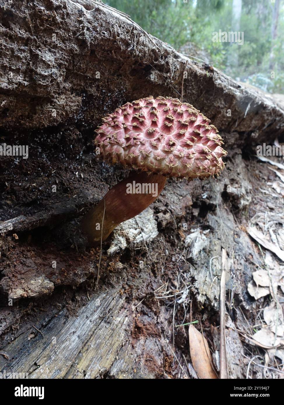 Boletellus emodensis hi-res stock photography and images - Alamy