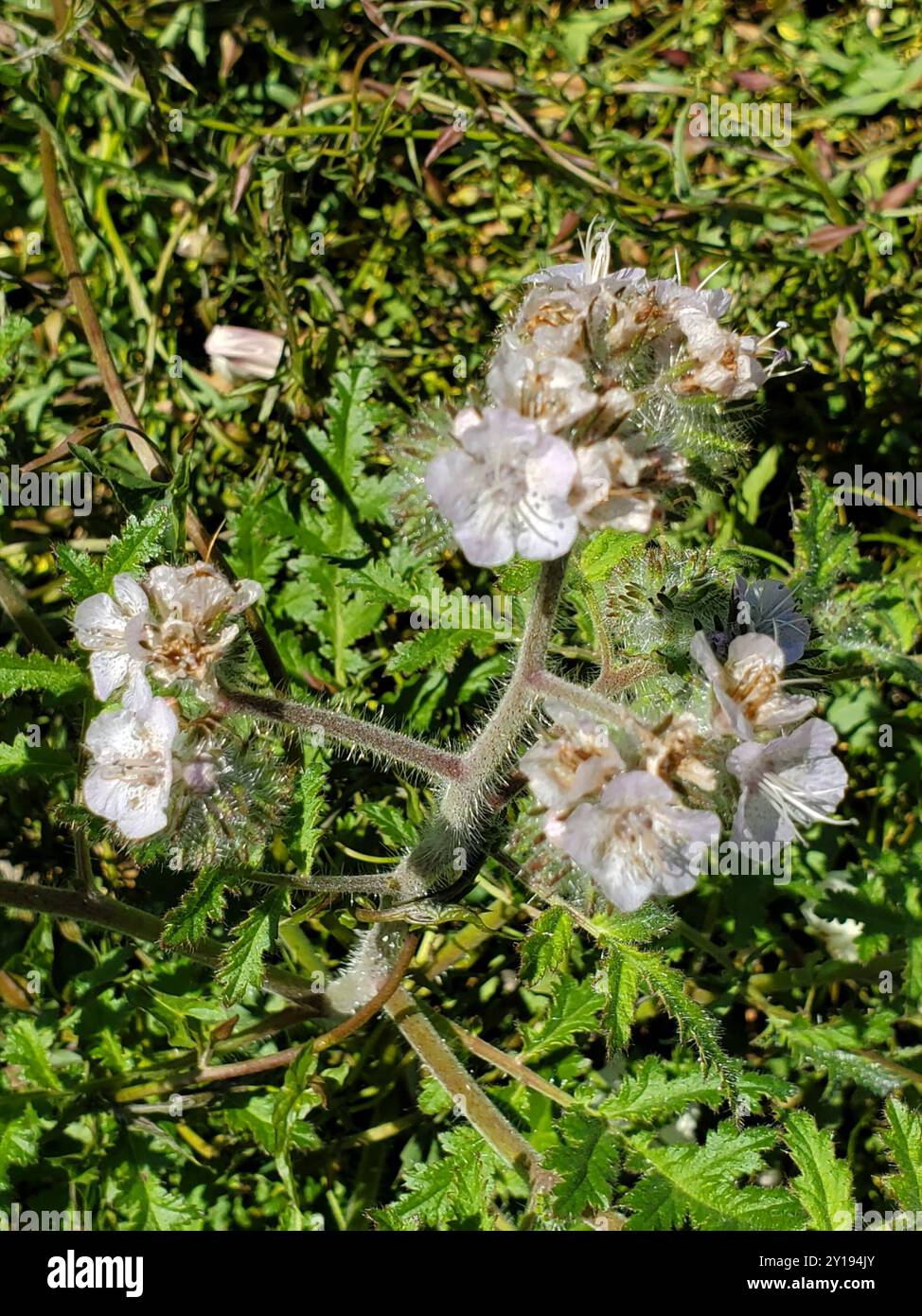 caterpillar scorpionweed (Phacelia cicutaria) Plantae Stock Photo - Alamy