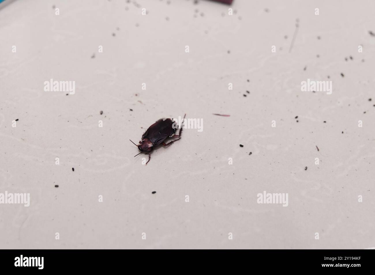 Insect sighting hi-res stock photography and images - Alamy
