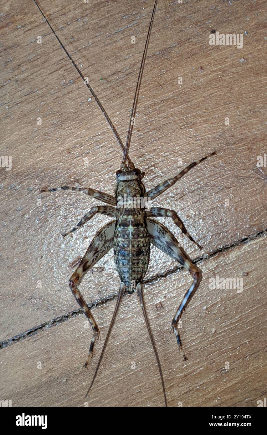 Spider Crickets and Allies (Phalangopsidae) Insecta Stock Photo - Alamy
